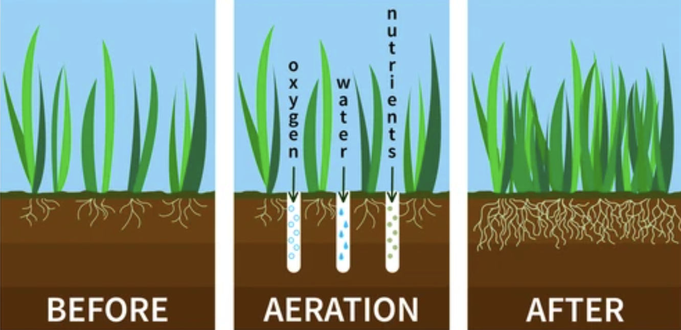 Services - Mr Green Thumb